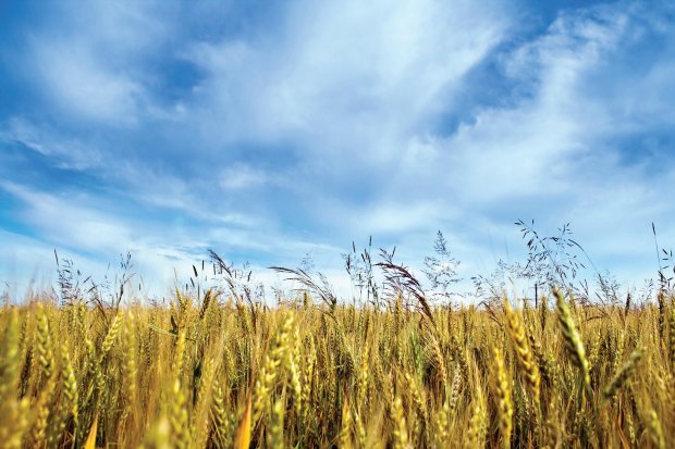 Membangun Daerah dengan Agribisnis yang Prospektif